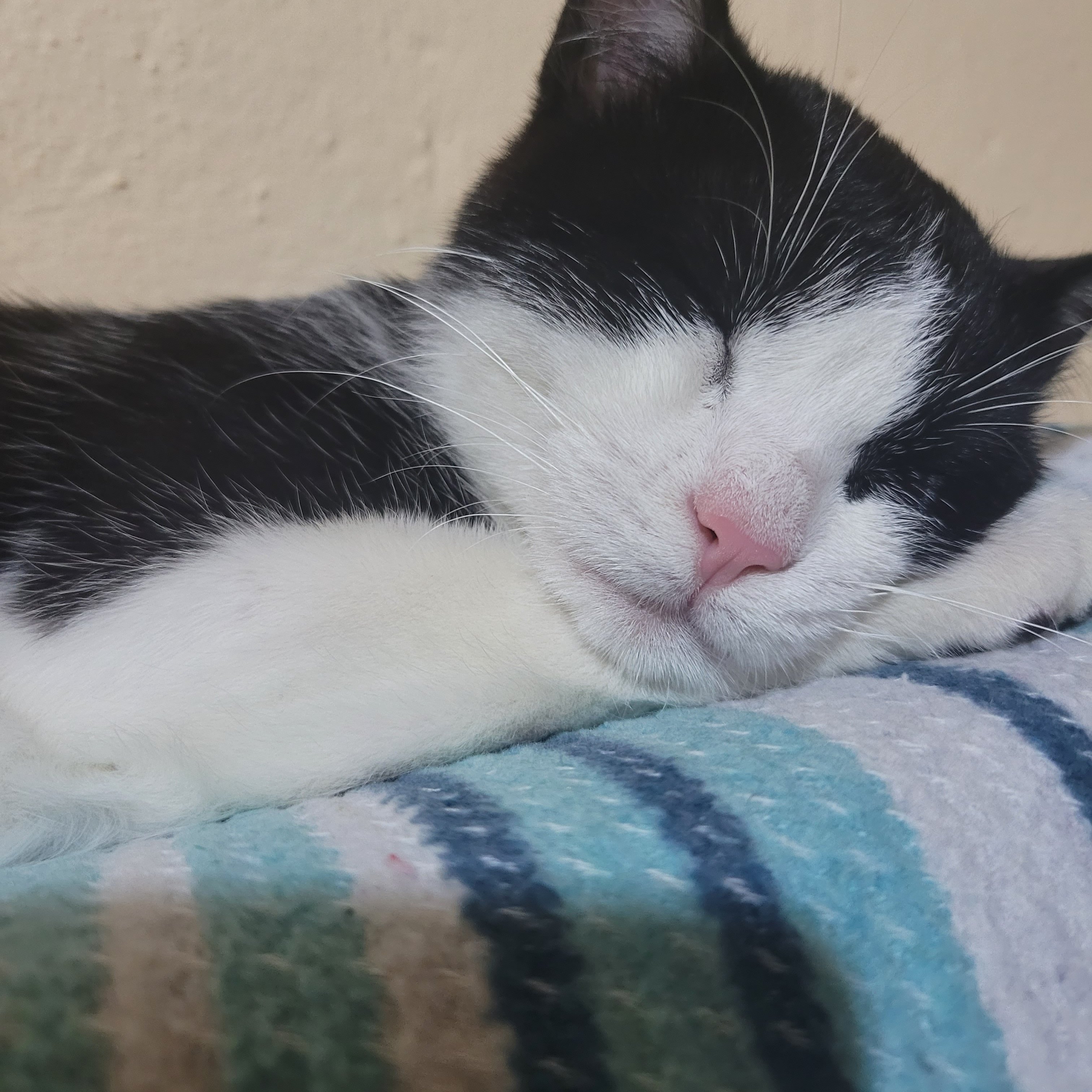 check out my cat | Deadlock